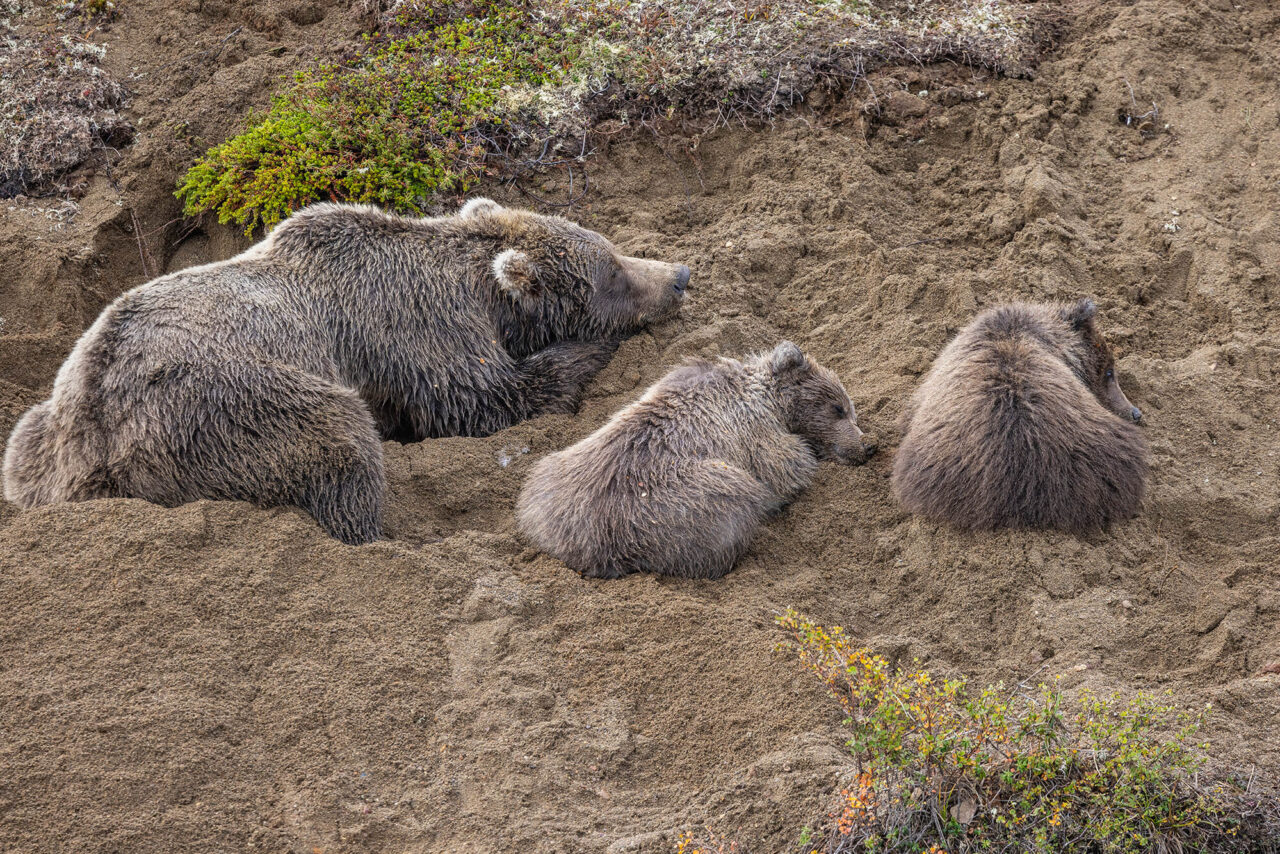 Accommodations | Bear Haven Lodge